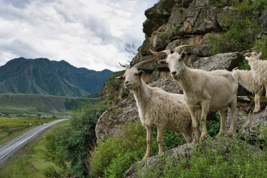 How wild animals find salt in nature