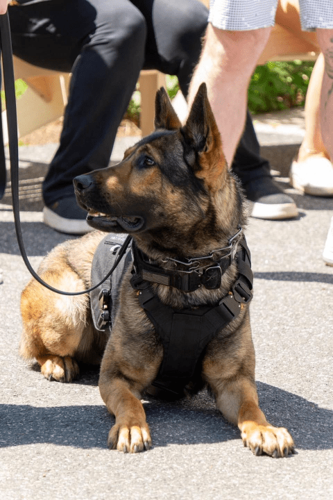 West Springfield K9 Frank receives ballistic vest donation from golf ...