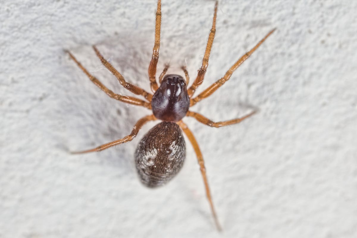 What experts want you to know about the common house spider