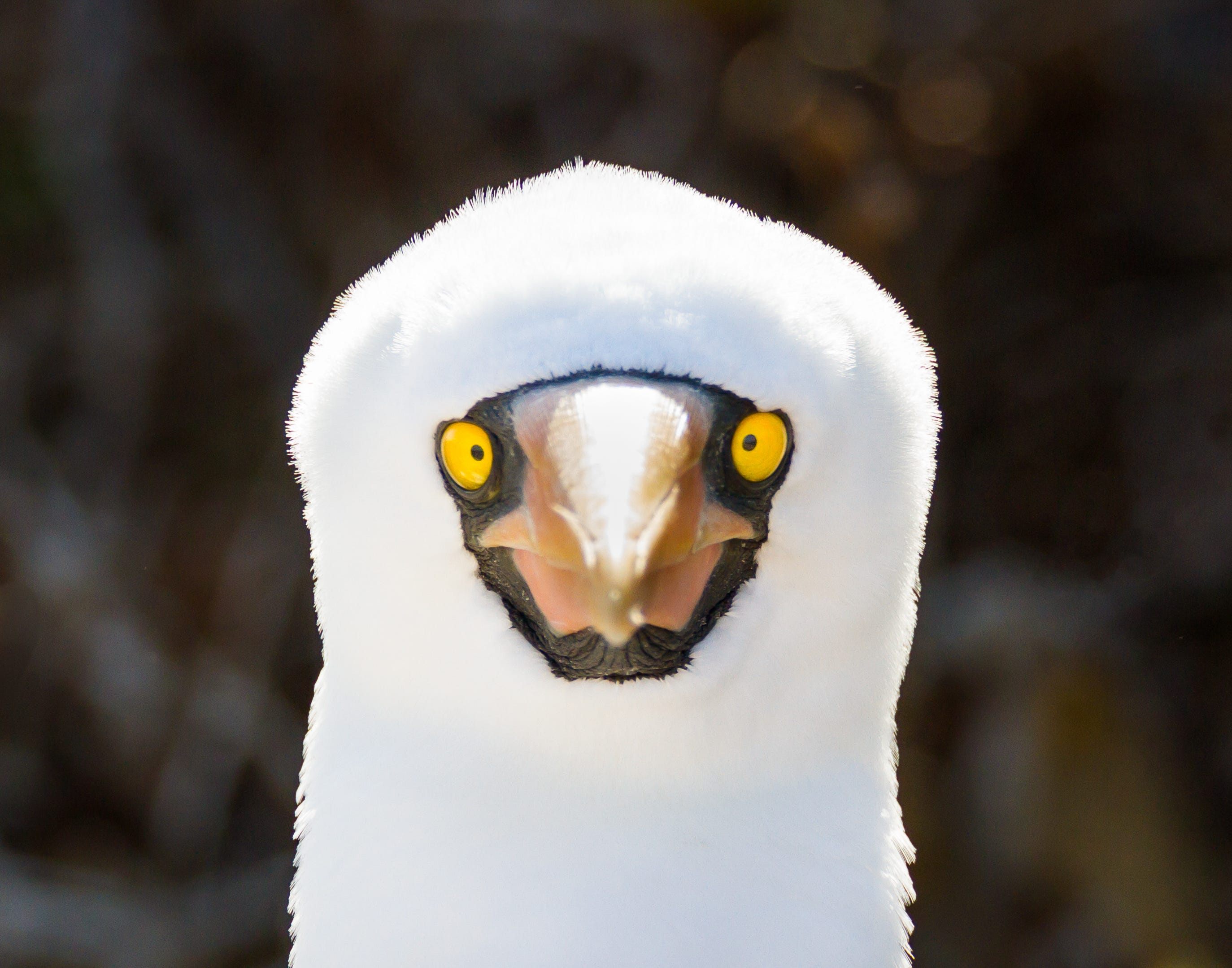 Wildlife wonders of the Galápagos Islands revealed