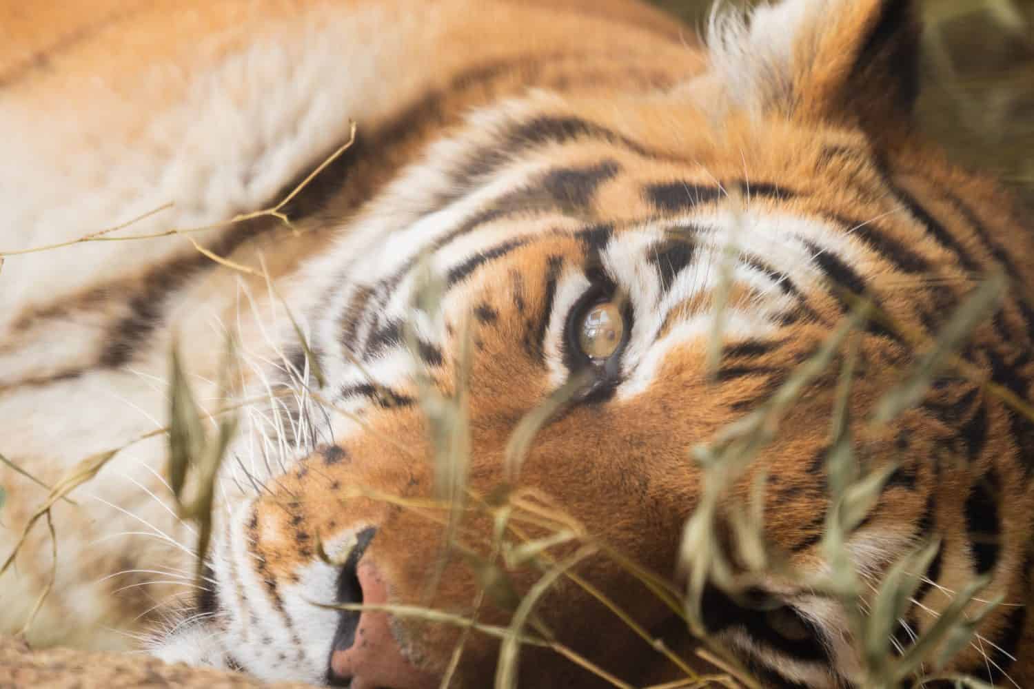 The 530-pound tiger the Soviet Union drove to extinction