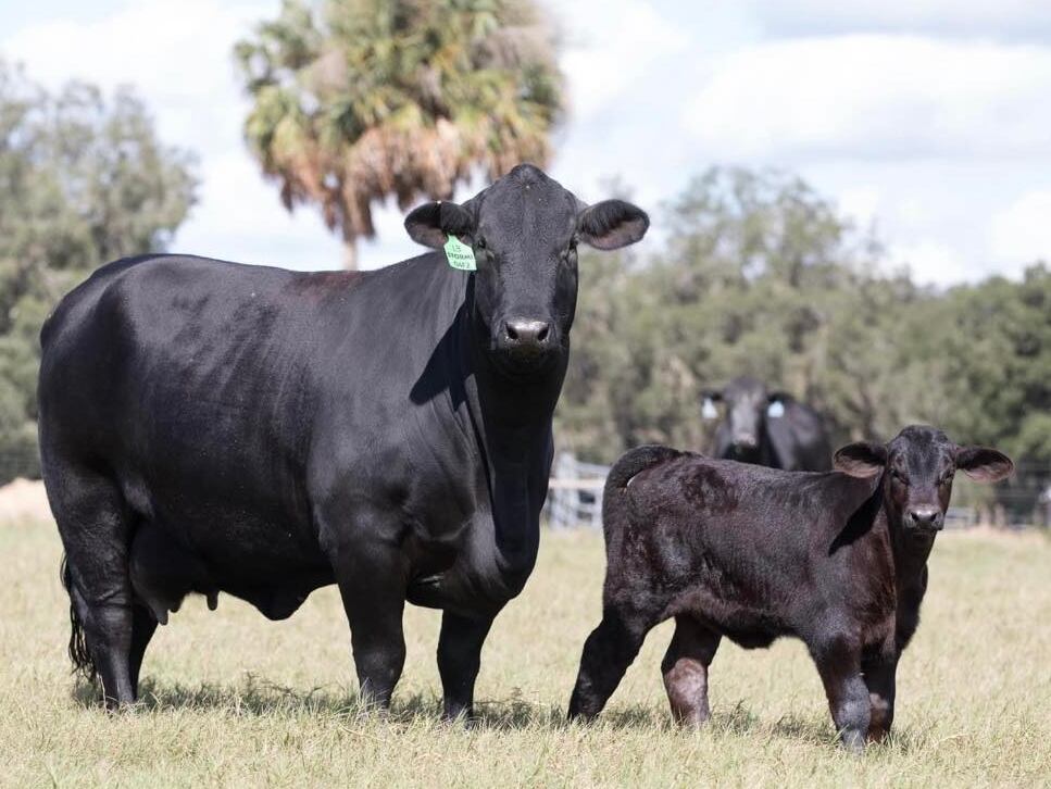 Lightning strike kills five Marion County cows, NWS confirms