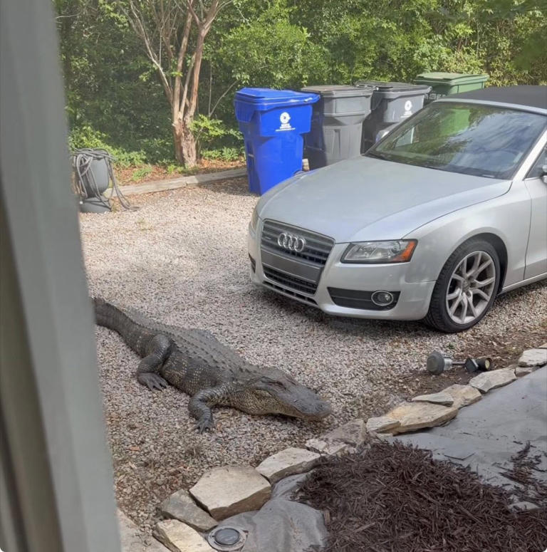 Alligator spotted roaming through yards in NC coastal city