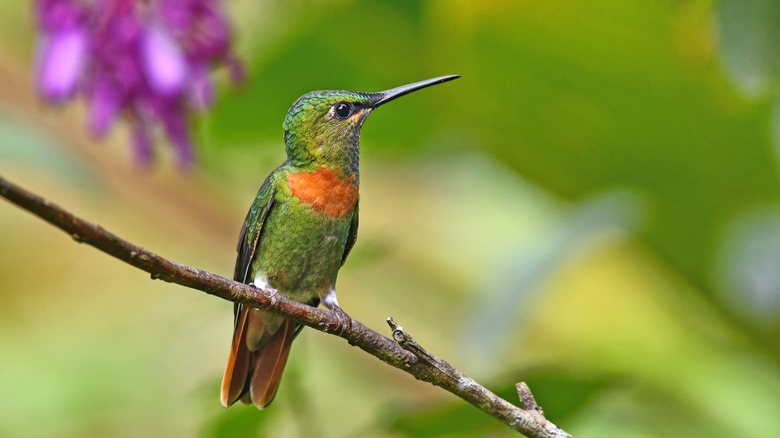 This easy-to-grow flower attracts hummingbirds & smells like fresh ...