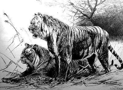 The 530-pound tiger the Soviet Union drove to extinction