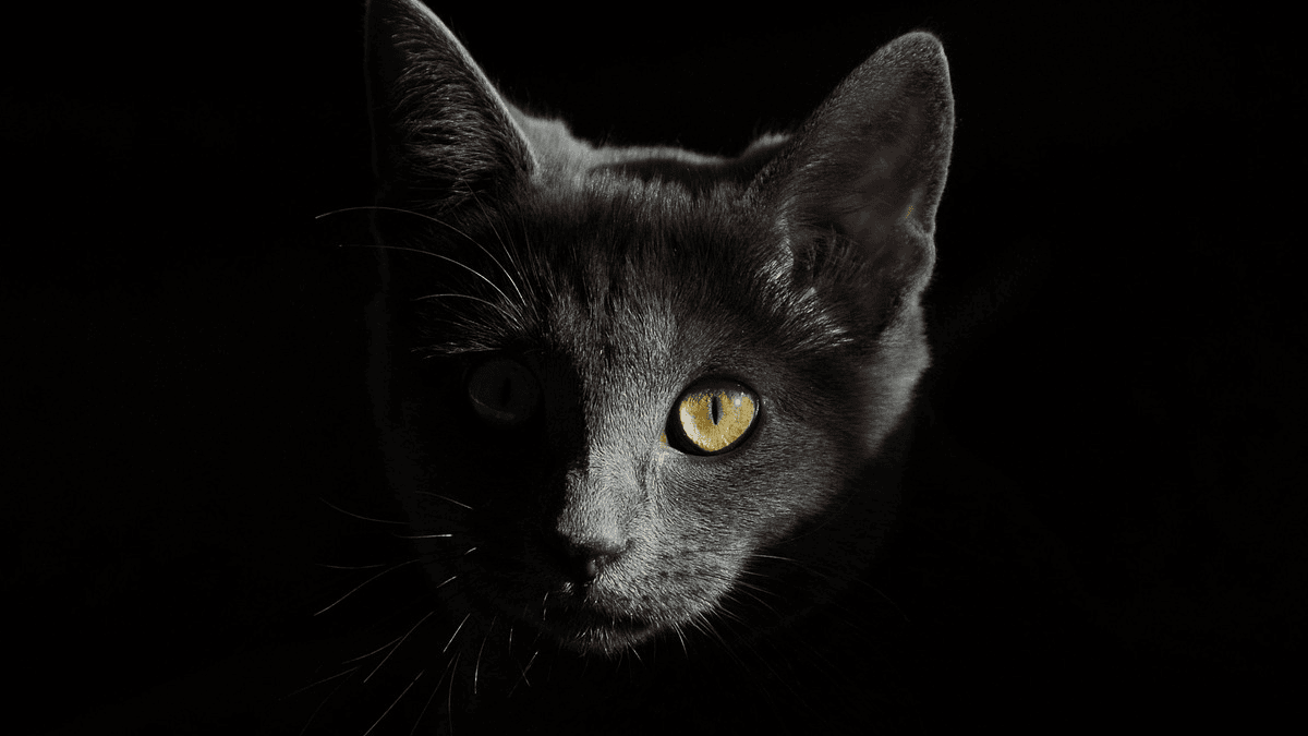 Things you should never do when leaving your cat alone