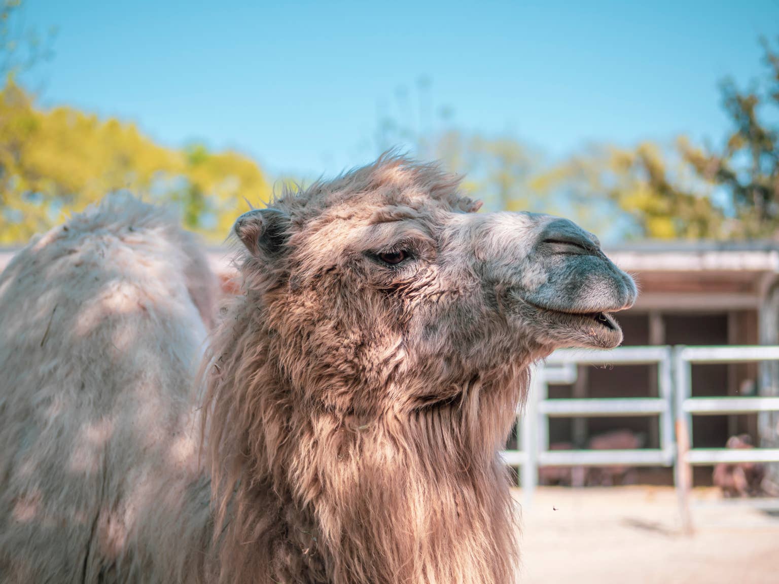 Watch a camel and pit bull play together in adorable zoomies video