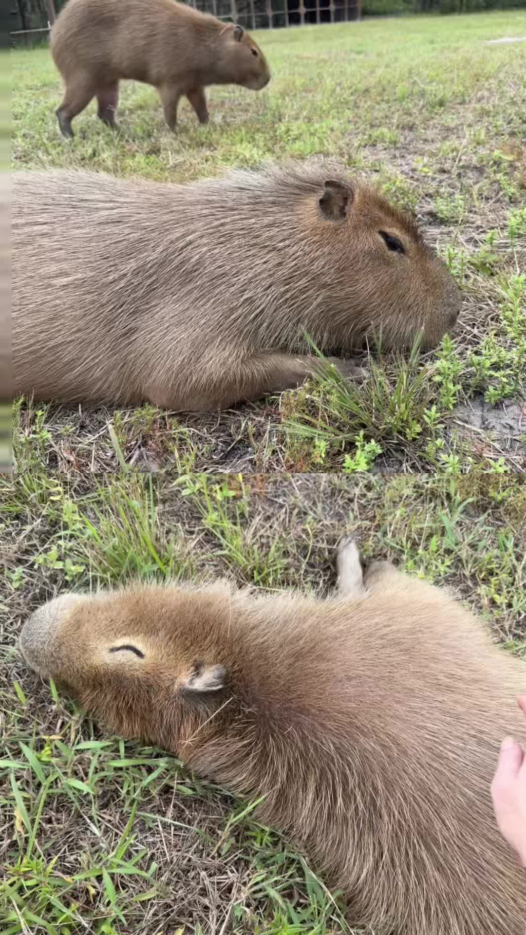 Capybara facts that completely changed how people see them