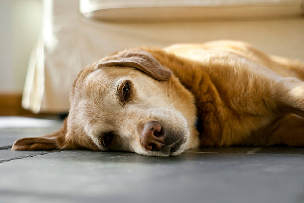 Veterinarians share the gentle signs a dog is nearing the end