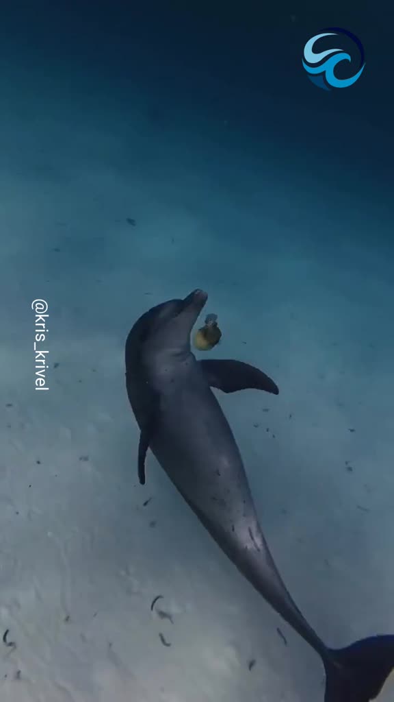 Playful dolphins swim with diver