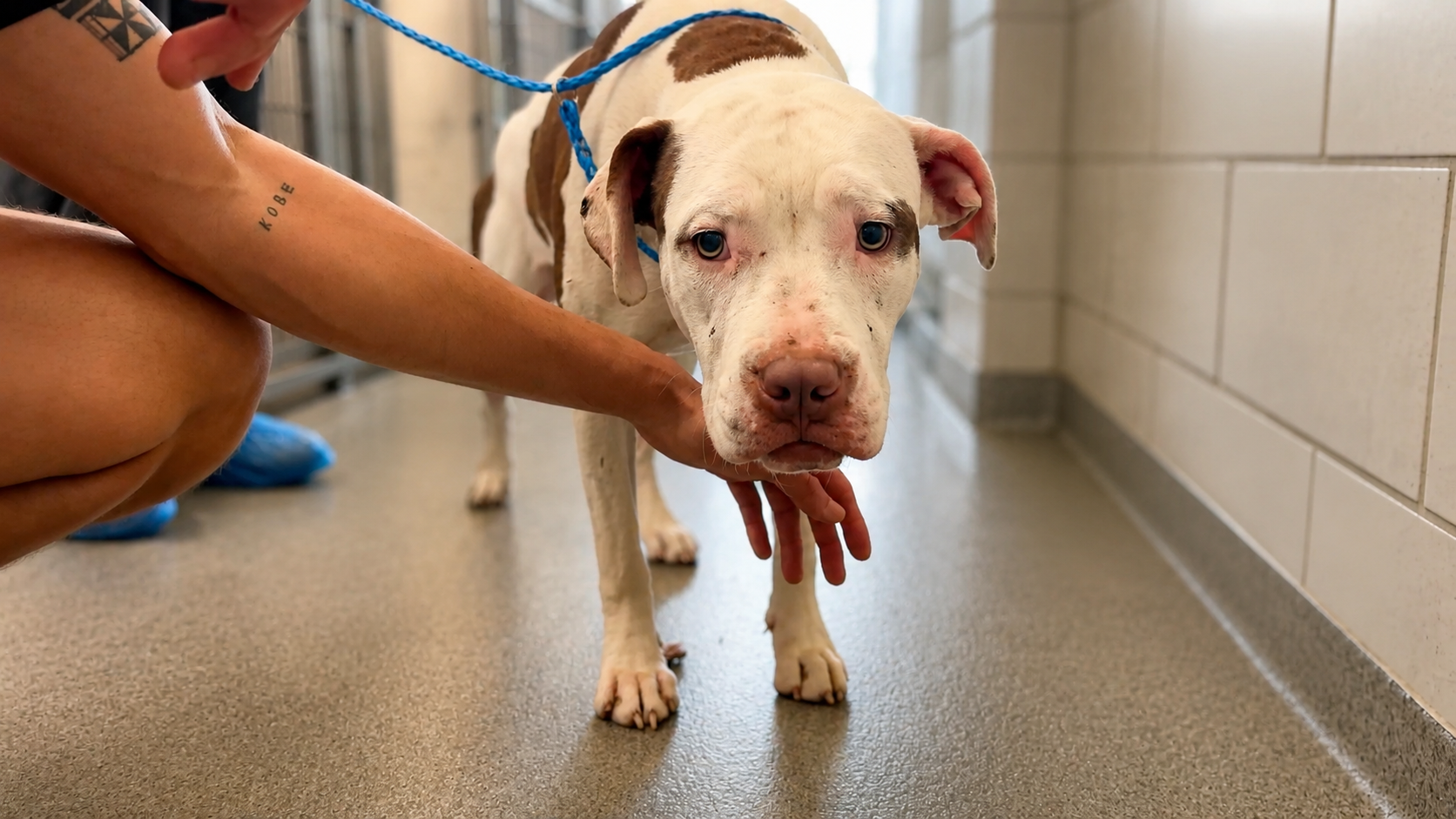 A shaking rescue dog slowly learns she’s safe