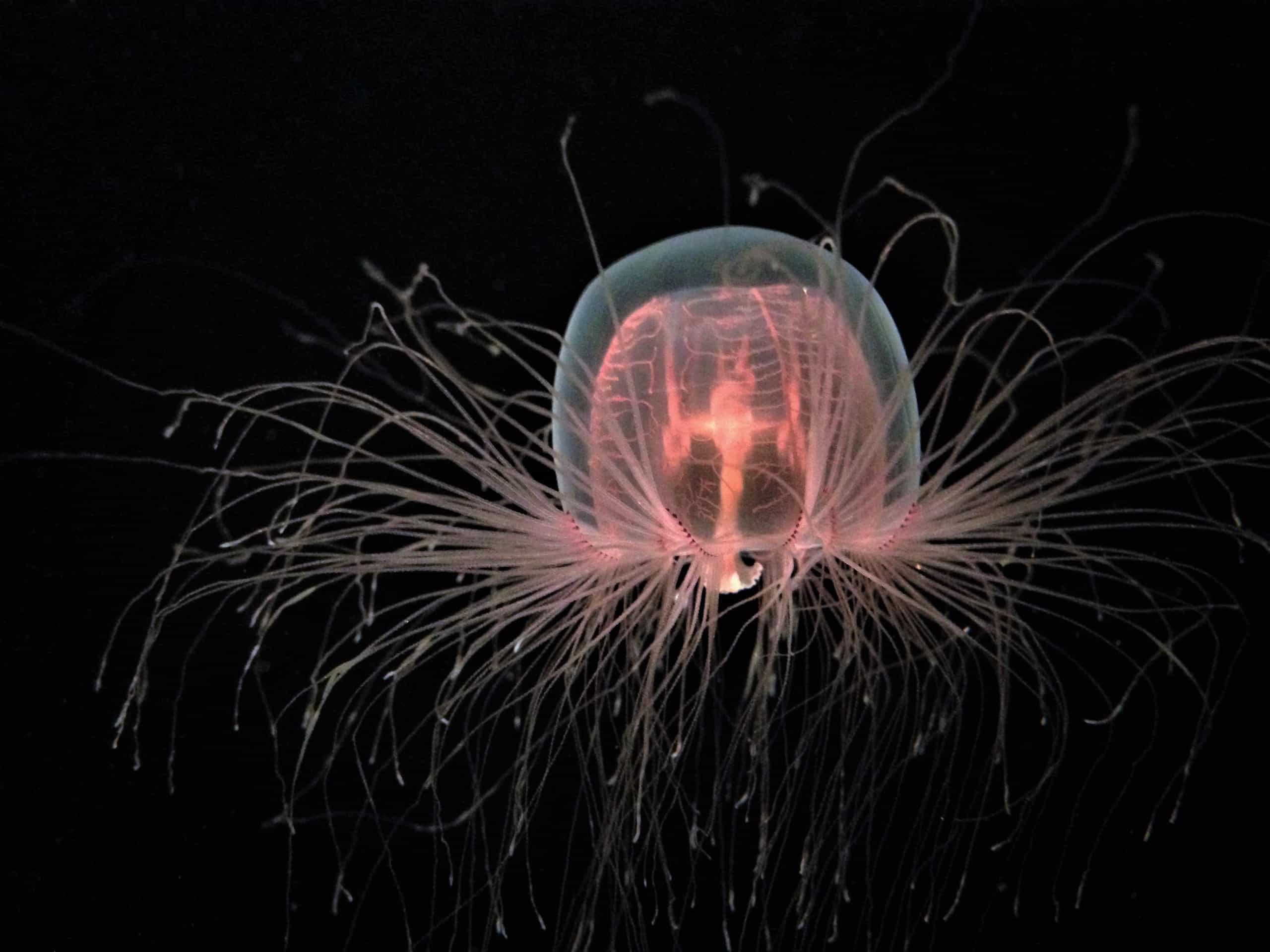 This massive 7-foot jellyfish looks terrifying, but it isn’t the deadliest