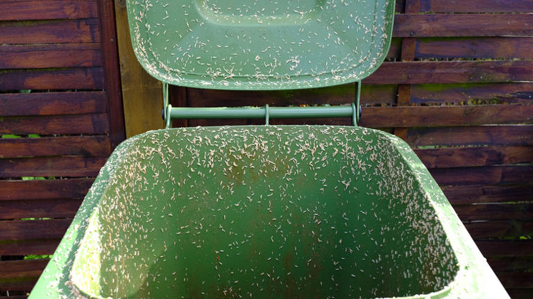 How to get rid of those white worms in the garbage bins