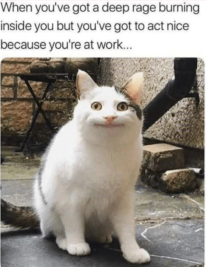 A summer soup of pet memes to slurp up today