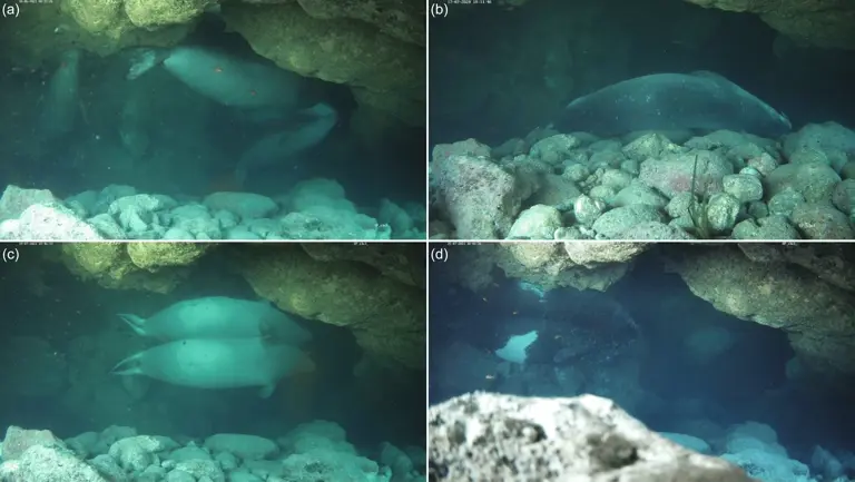 Underwater camera footage reveals the hiding spot of critically ...