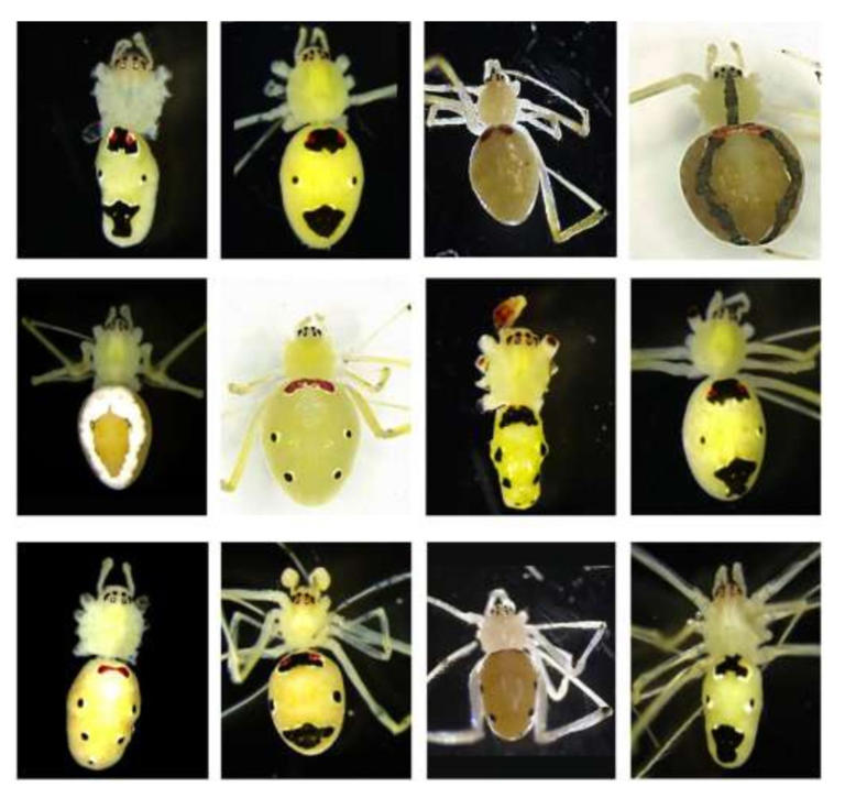 The 'happy face spiders' of Hawaii have a new relative in the Himalayas ...