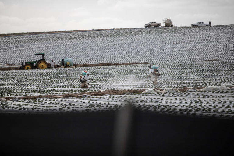 Peaches, pears and PFAS: California lawmakers may limit 'forever ...