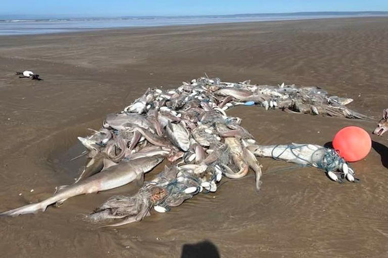 Beachgoers horrified by mountain of trapped sharks and fish washed up ...