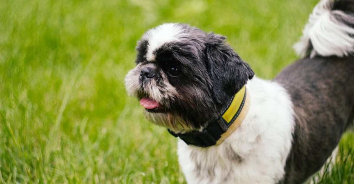 11 small dog breeds owners choose when they want more years together
