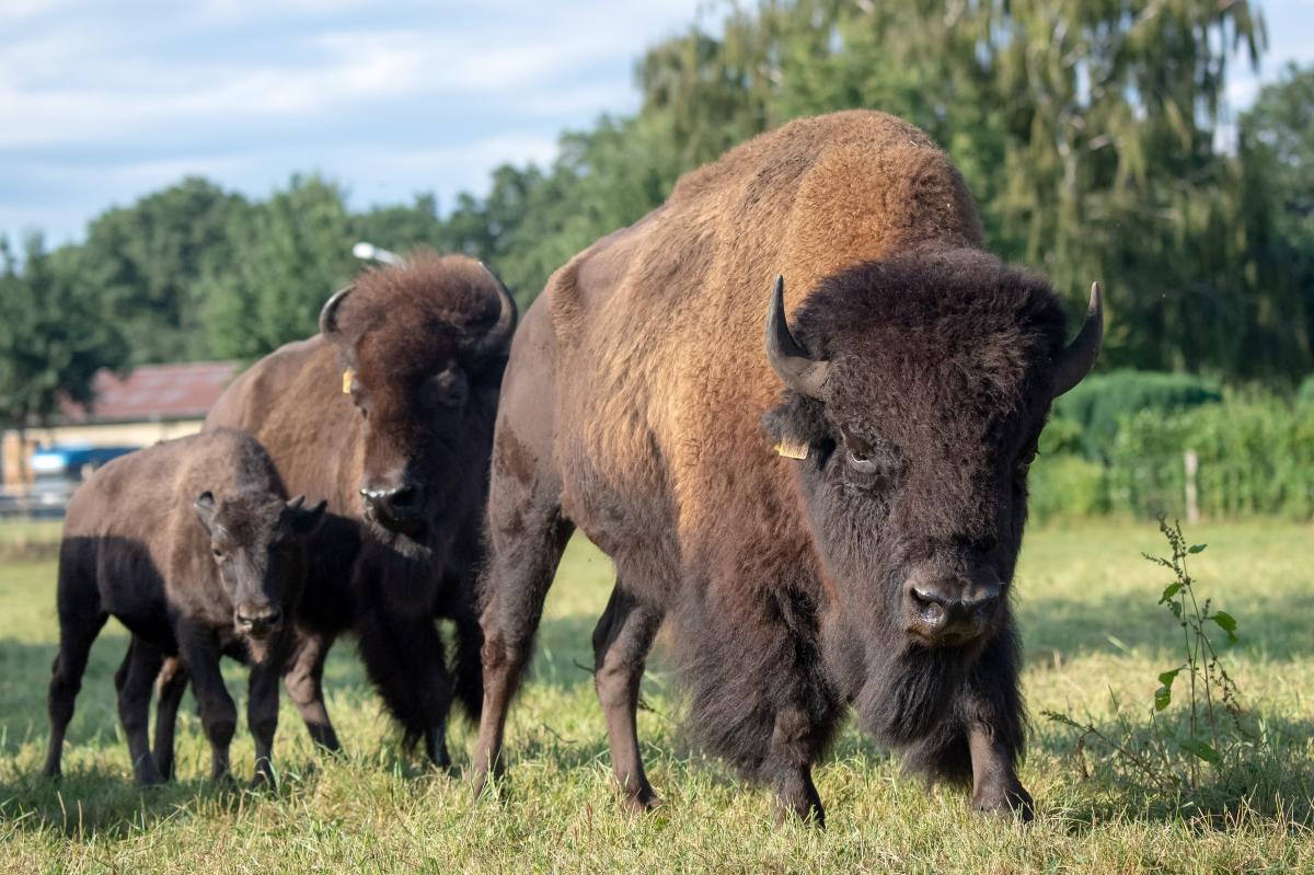 Auge in Auge mit der Bison-Herde