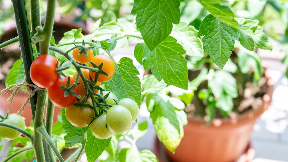 Diese 6 Fehler schaden Tomaten auf dem Balkon besonders
