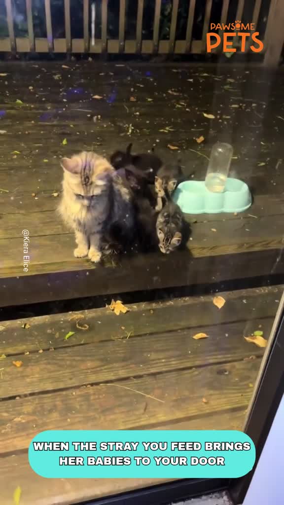Stray cat brings her five kittens to woman’s door