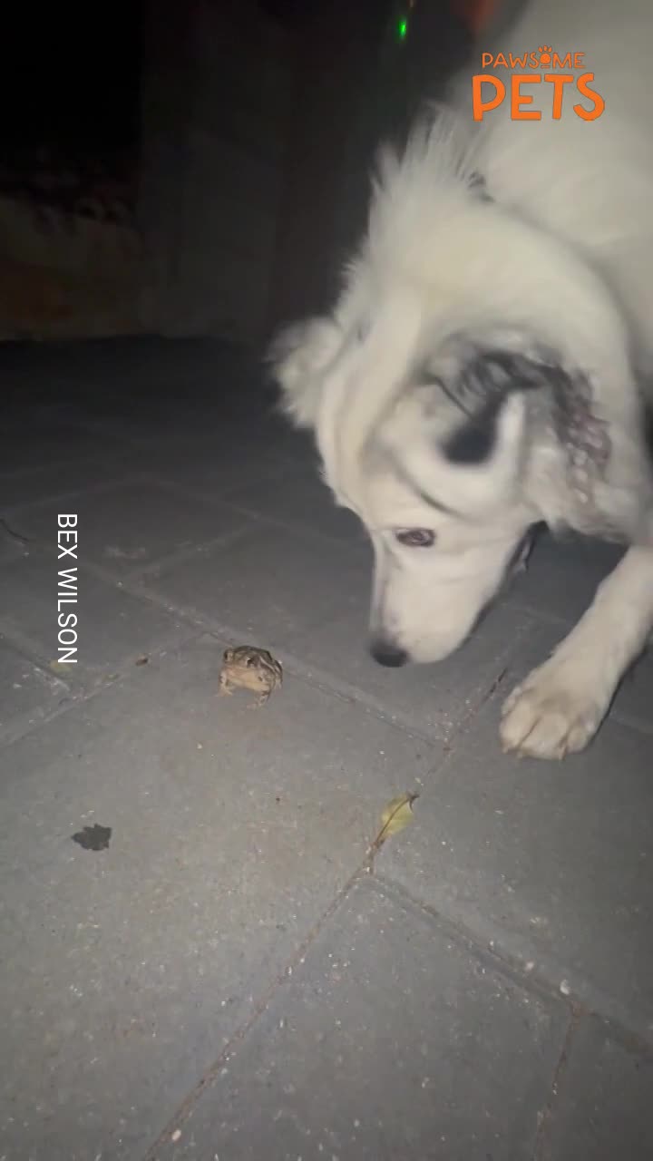 Dog meets curious toad in Texas