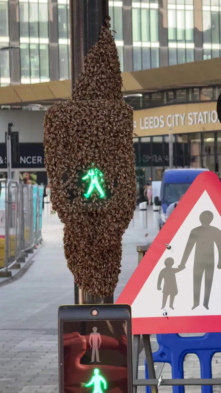 Watch as giant swarm of bees cover Leeds traffic light at busy city ...