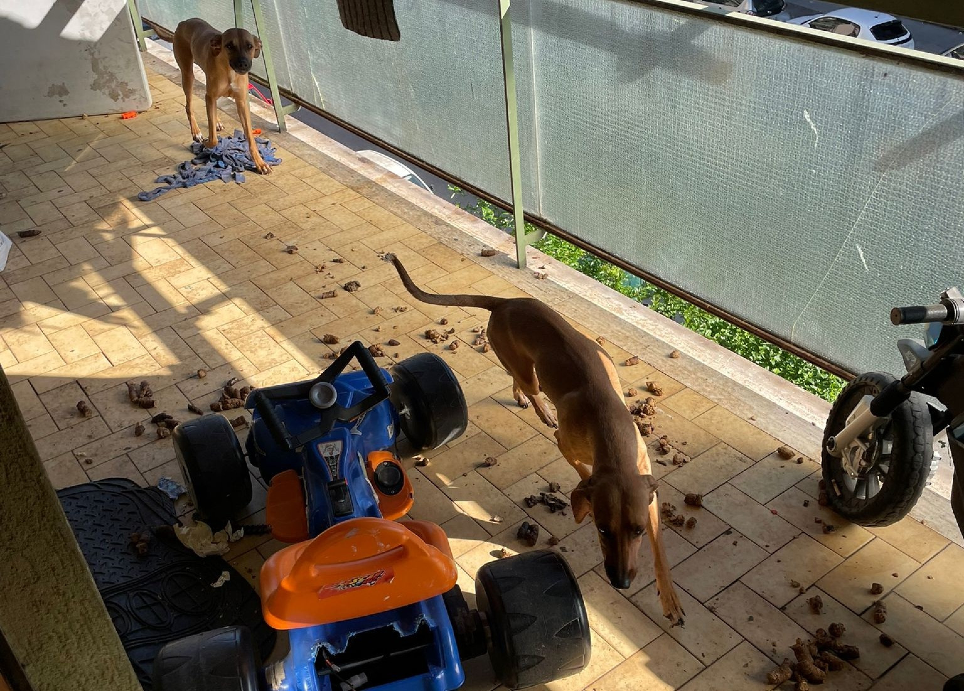 Due cani sul balcone al sole e senza acqua, denunciato