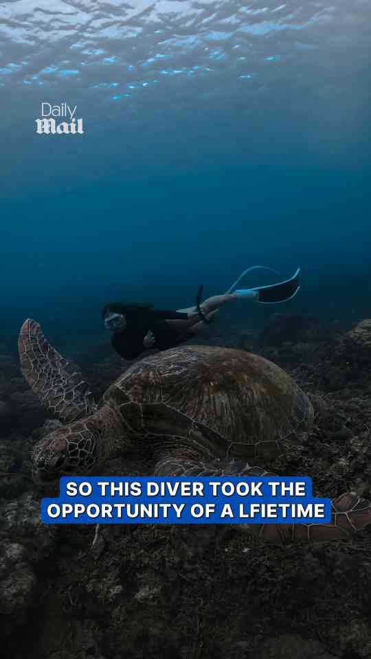 Freediver swims beside enormous sea turtle in breathtaking encounter