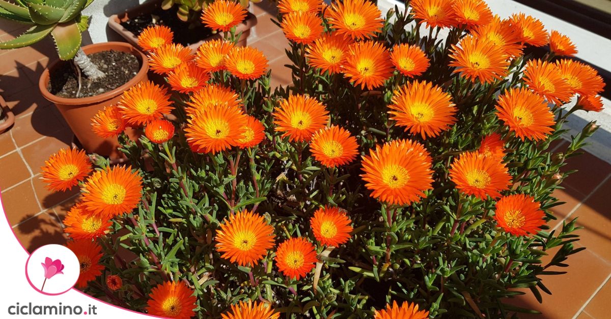 La meraviglia dei fiori gialli e arancioni in balcone con il mesembriantemo
