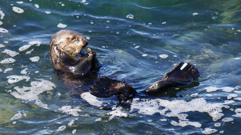 Real story of surfboard-stealing otter 841 in California has delighted ...