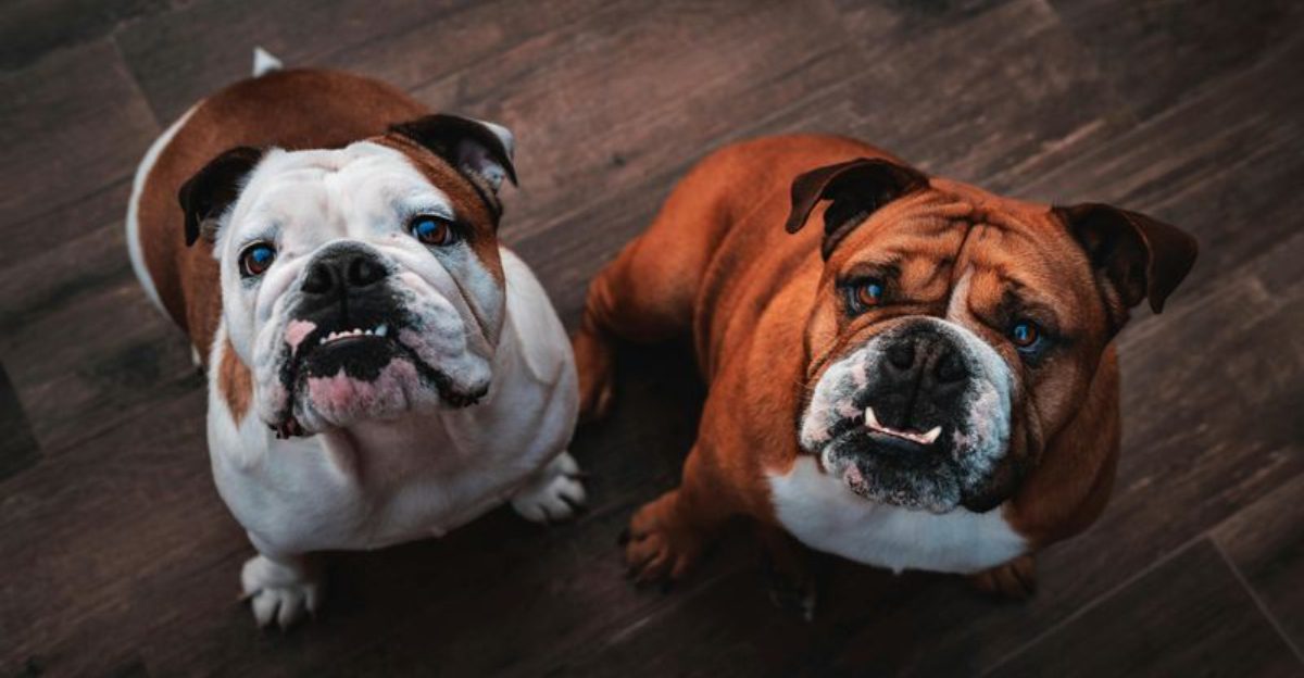 11 stubborn dog breeds that challenge owners daily – and still steal ...
