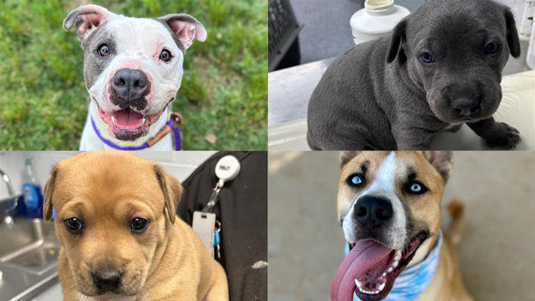Charlotte shelter at max capacity; 30 dogs need out by day’s end