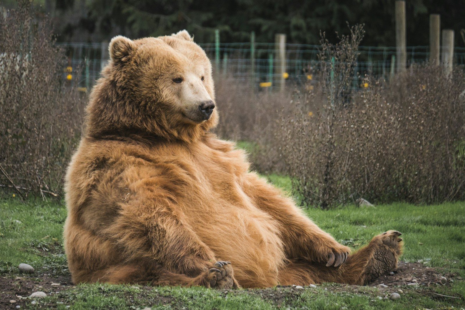 How wild animals find salt in nature