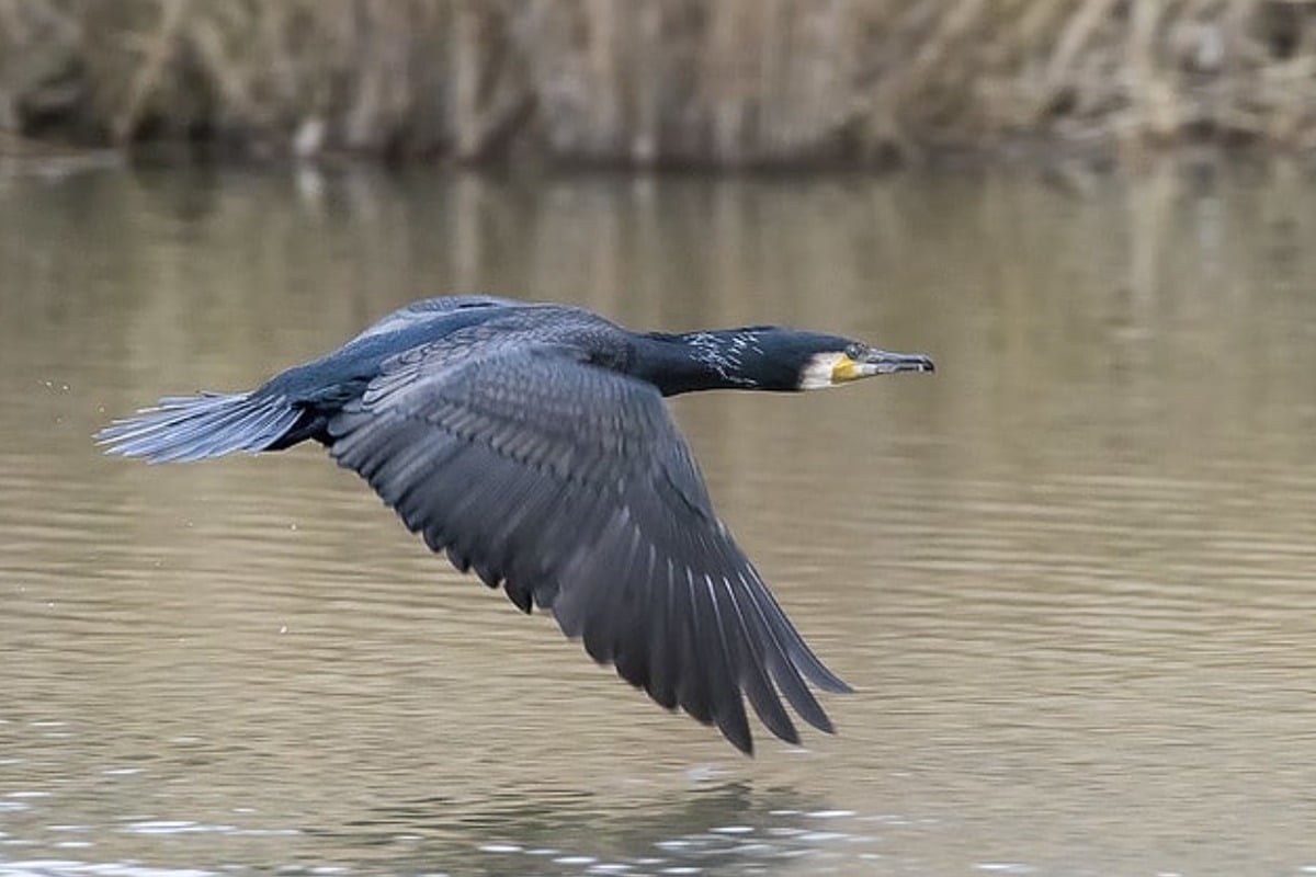 Des pays européens veulent réduire la population d'un oiseau accusé de ...