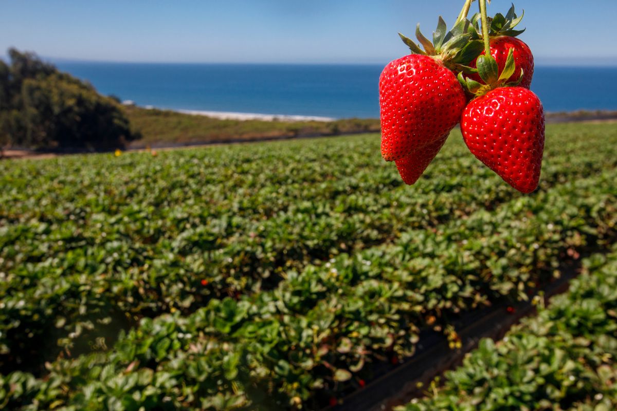 Les bienfaits surprenants des fraises