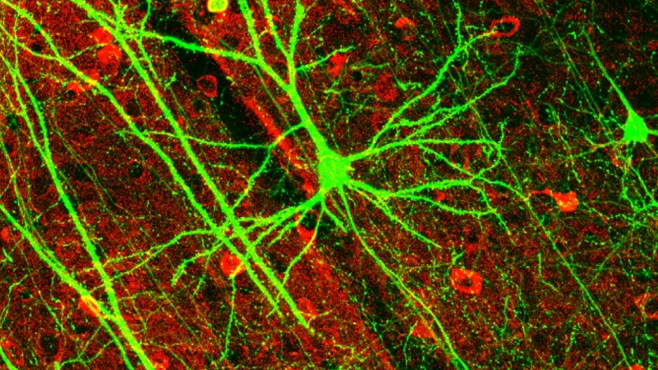 Two FDA-approved cancer drugs just reversed Alzheimer’s symptoms in ...