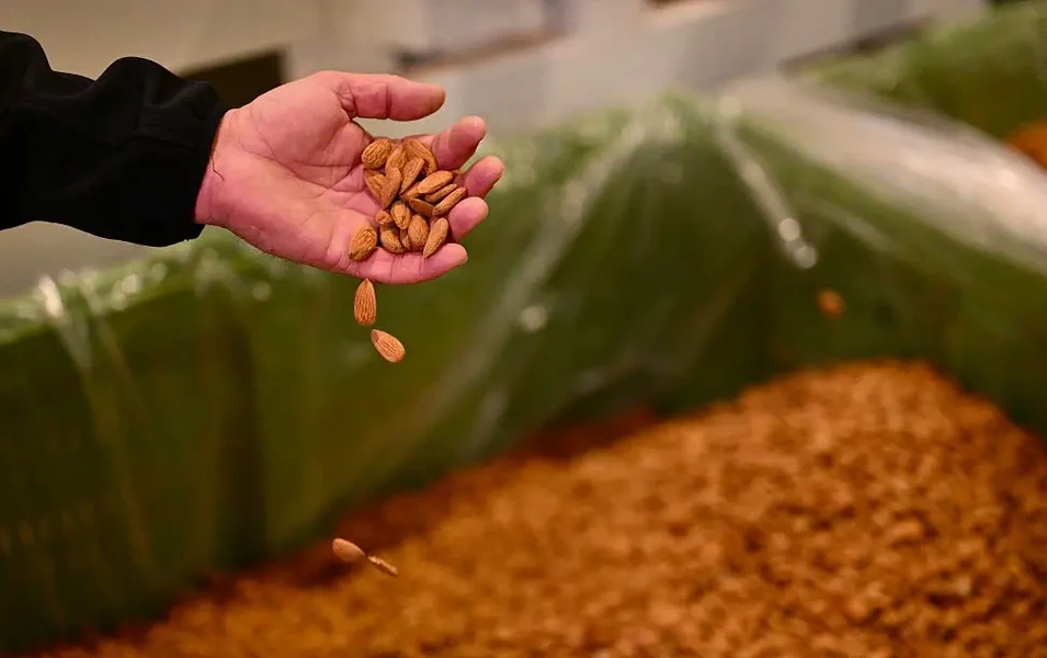 Almonds edge out cashews for better blood sugar control