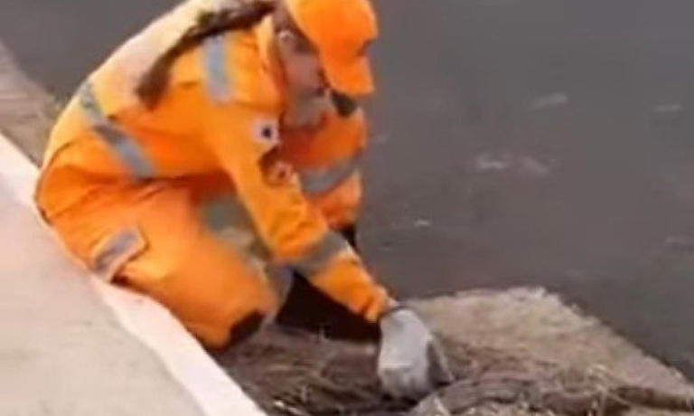 Jiboia de 1,20 metro é resgatada presa em boca de lobo em MG