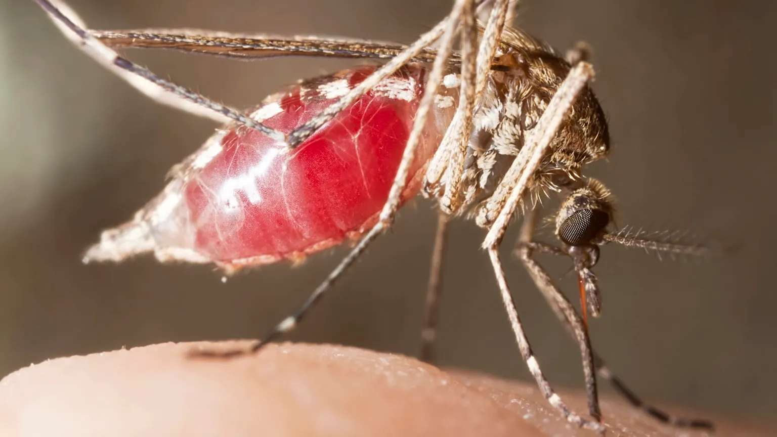 Scientists found human blood in mosquitoes where they expected ...
