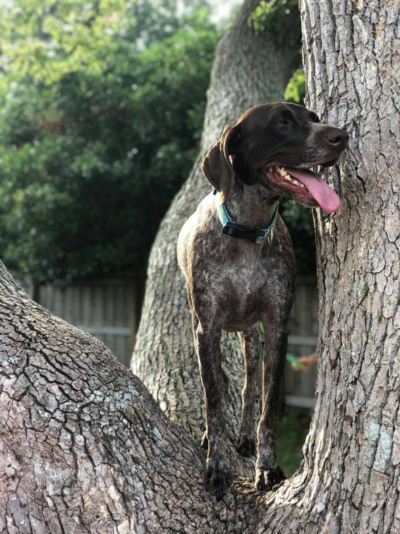 15 hunting dog breeds serious hunters often choose over Labradors