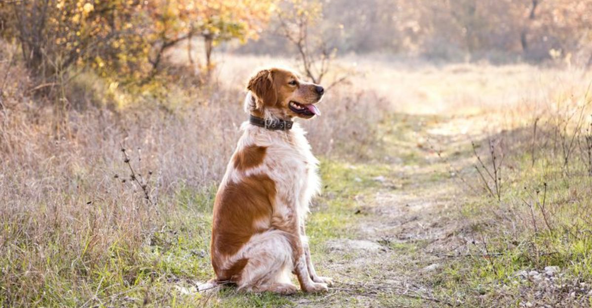 15 hunting dog breeds serious hunters often choose over Labradors