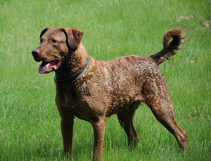 15 hunting dog breeds serious hunters often choose over Labradors