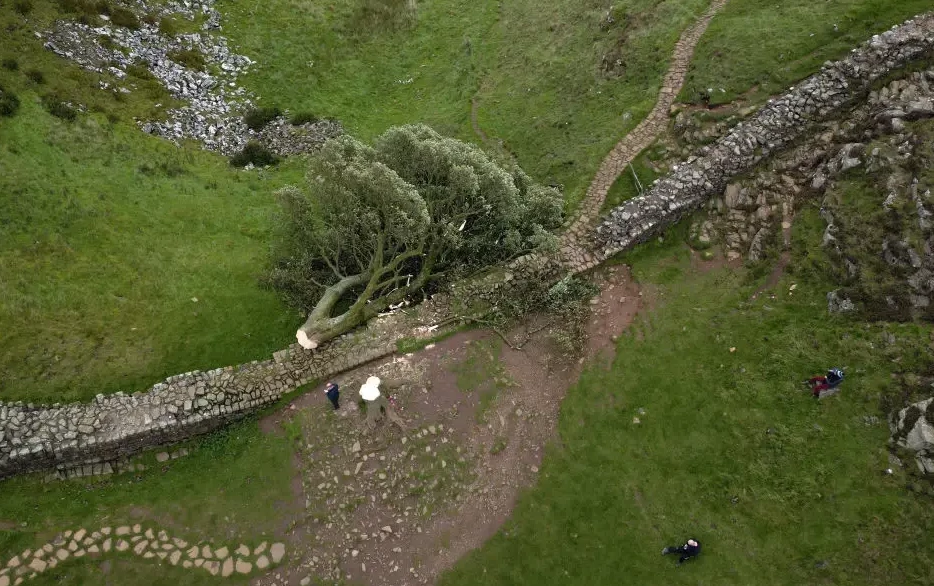 Helix Arts to create 'The People’s Tree' Sycamore Gap memorial
