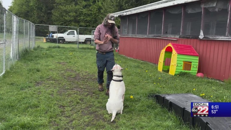 Kuli’s story: A deaf rescue dog looking for love