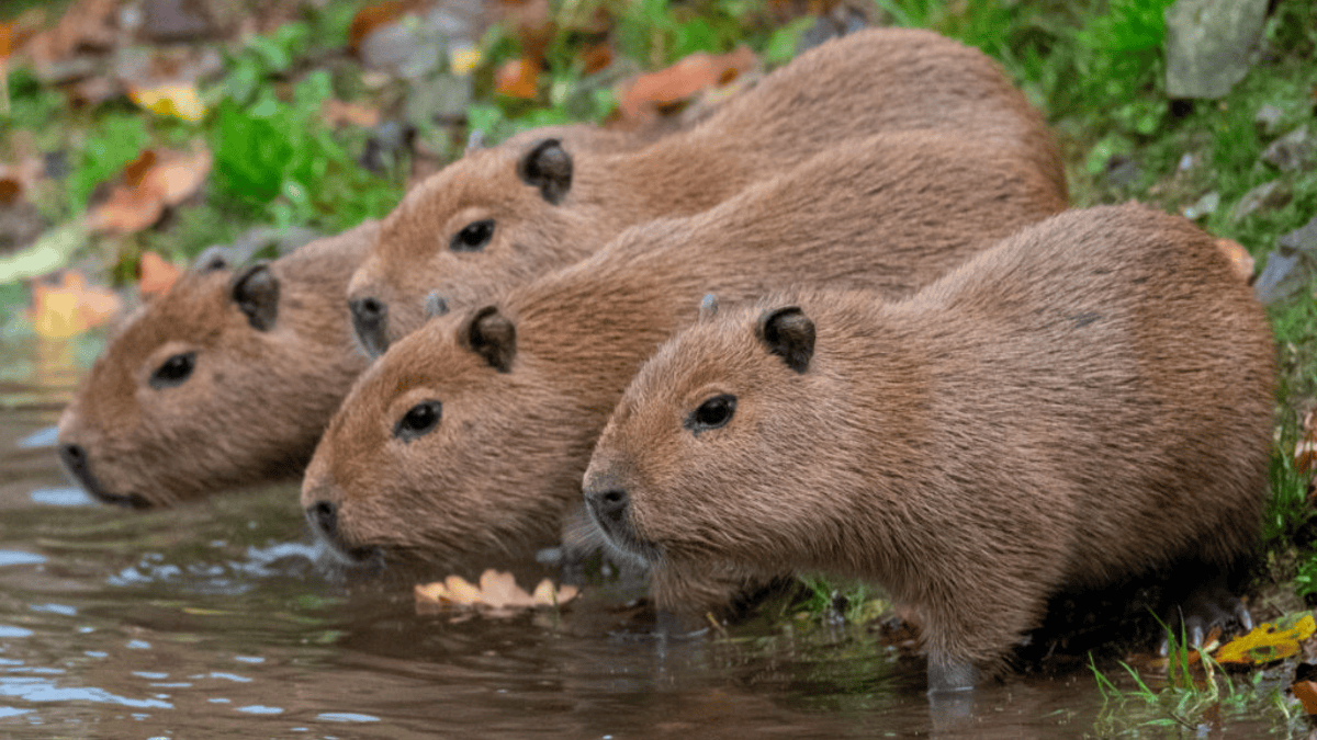 8 surprising capybara facts that will make you love them even more