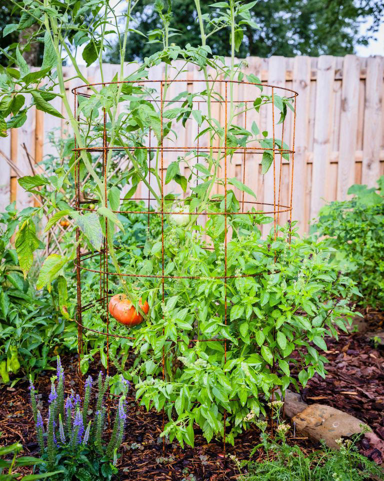 How to use tomato cages the right way for healthier plants
