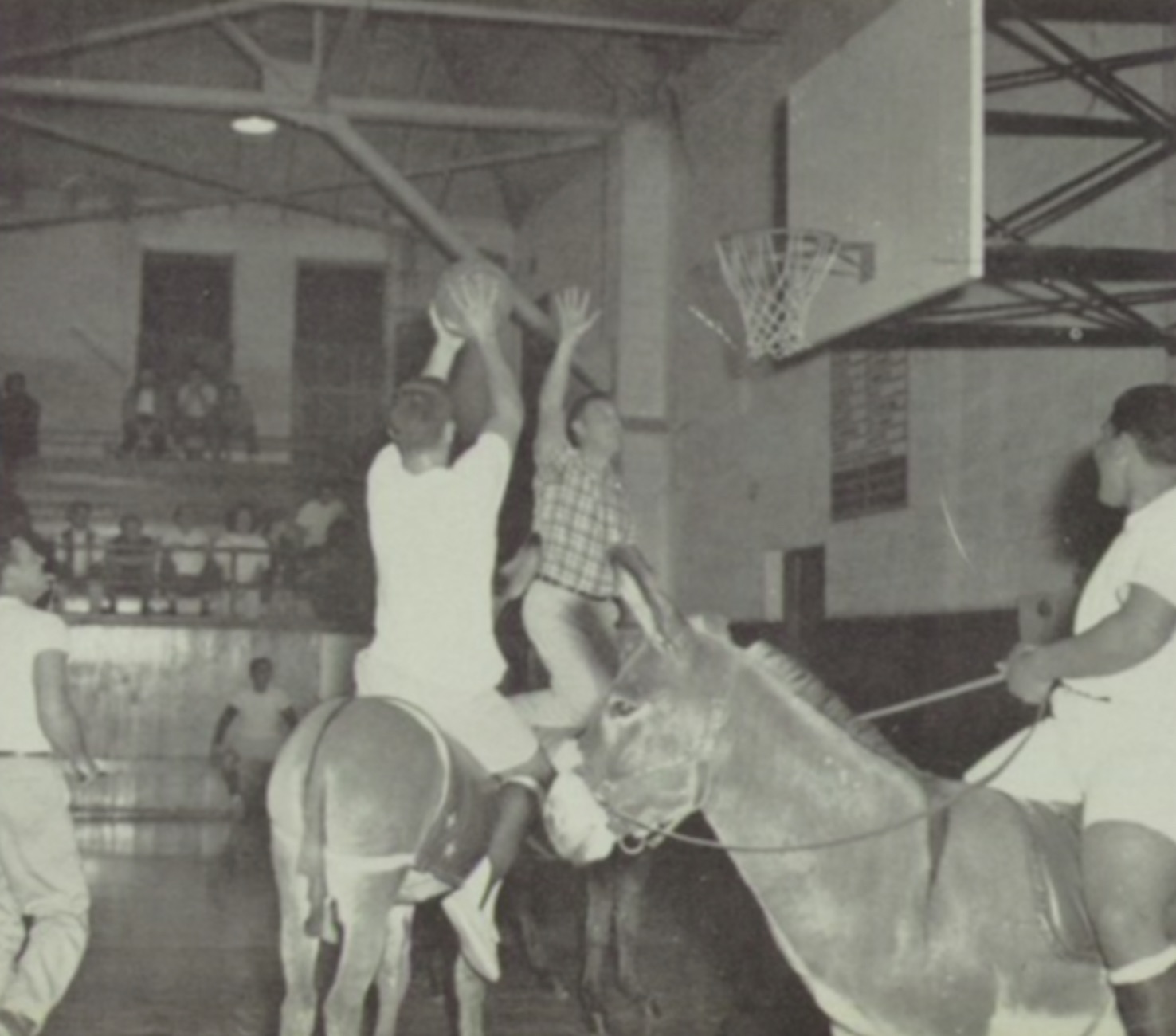 Donkeys playing basketball, 20 vintage photos of a real PE class tradition