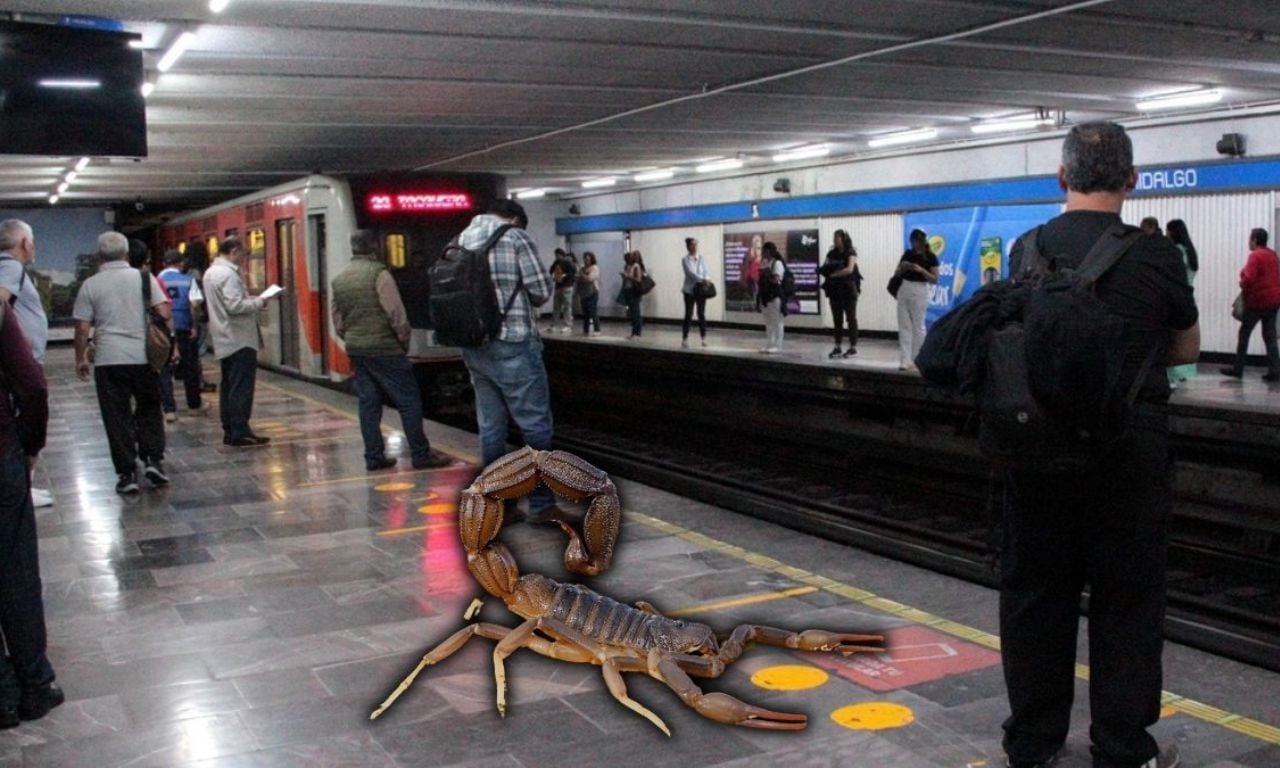 Anuncian aparición de alacranes en el Metro CDMX: qué debes hacer si te ...